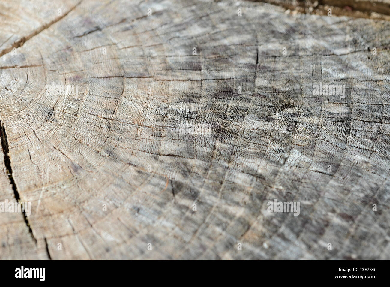 Tree cut trunk texture close up. Wooden background Stock Photo - Alamy