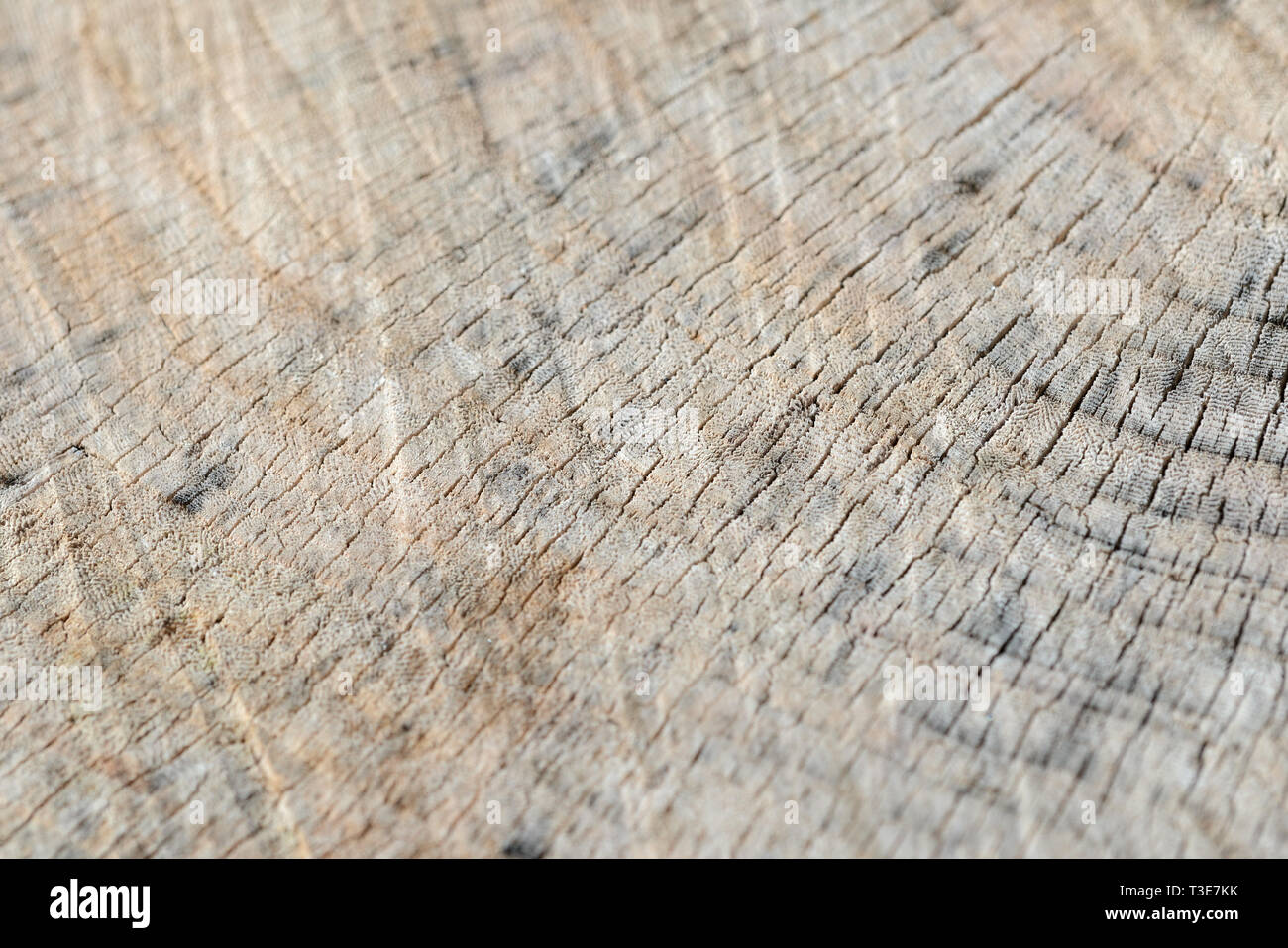 Tree cut trunk texture close up. Wooden background Stock Photo - Alamy