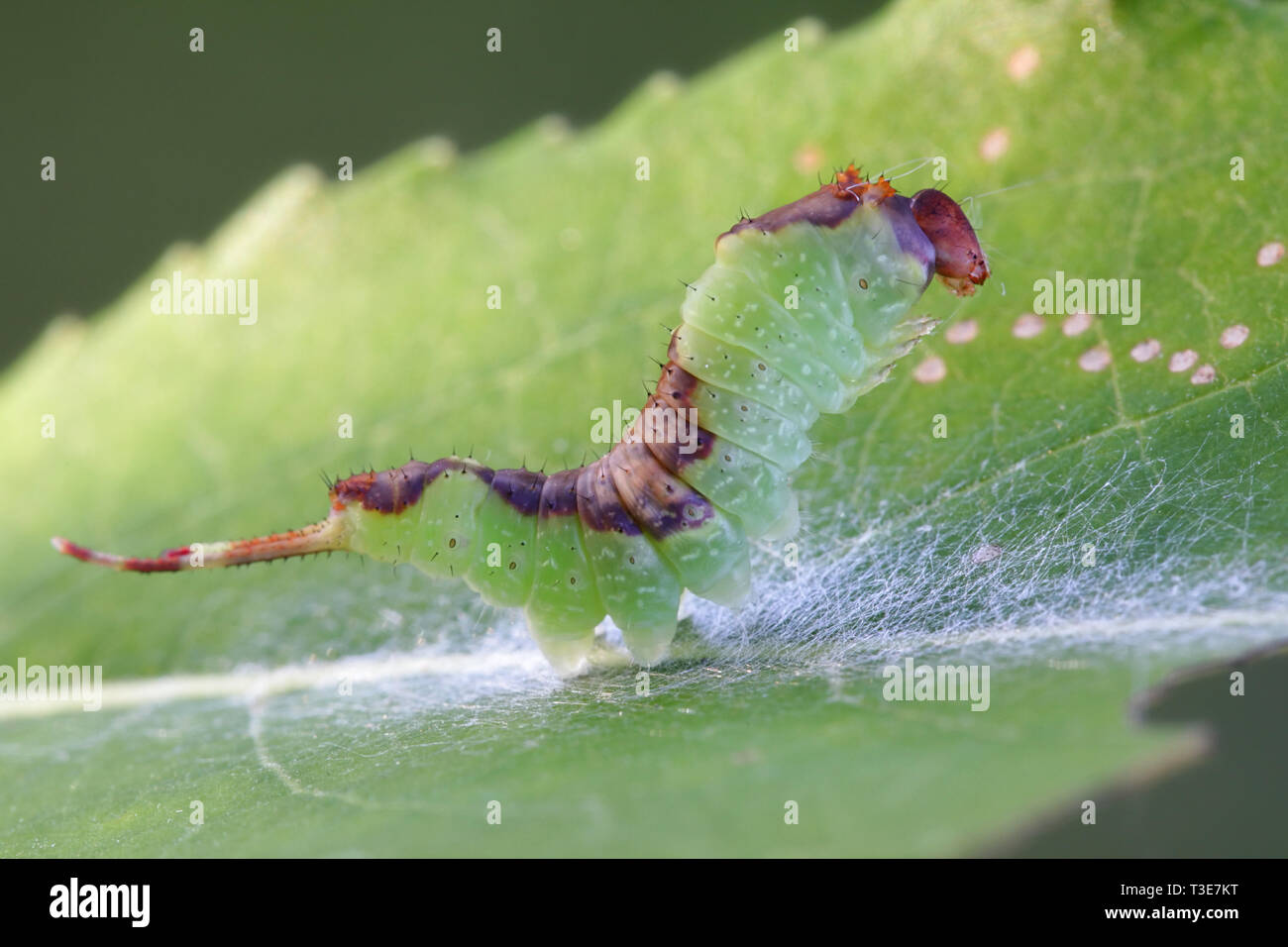 Poplar kitten moth, Furcula bifida Stock Photo - Alamy