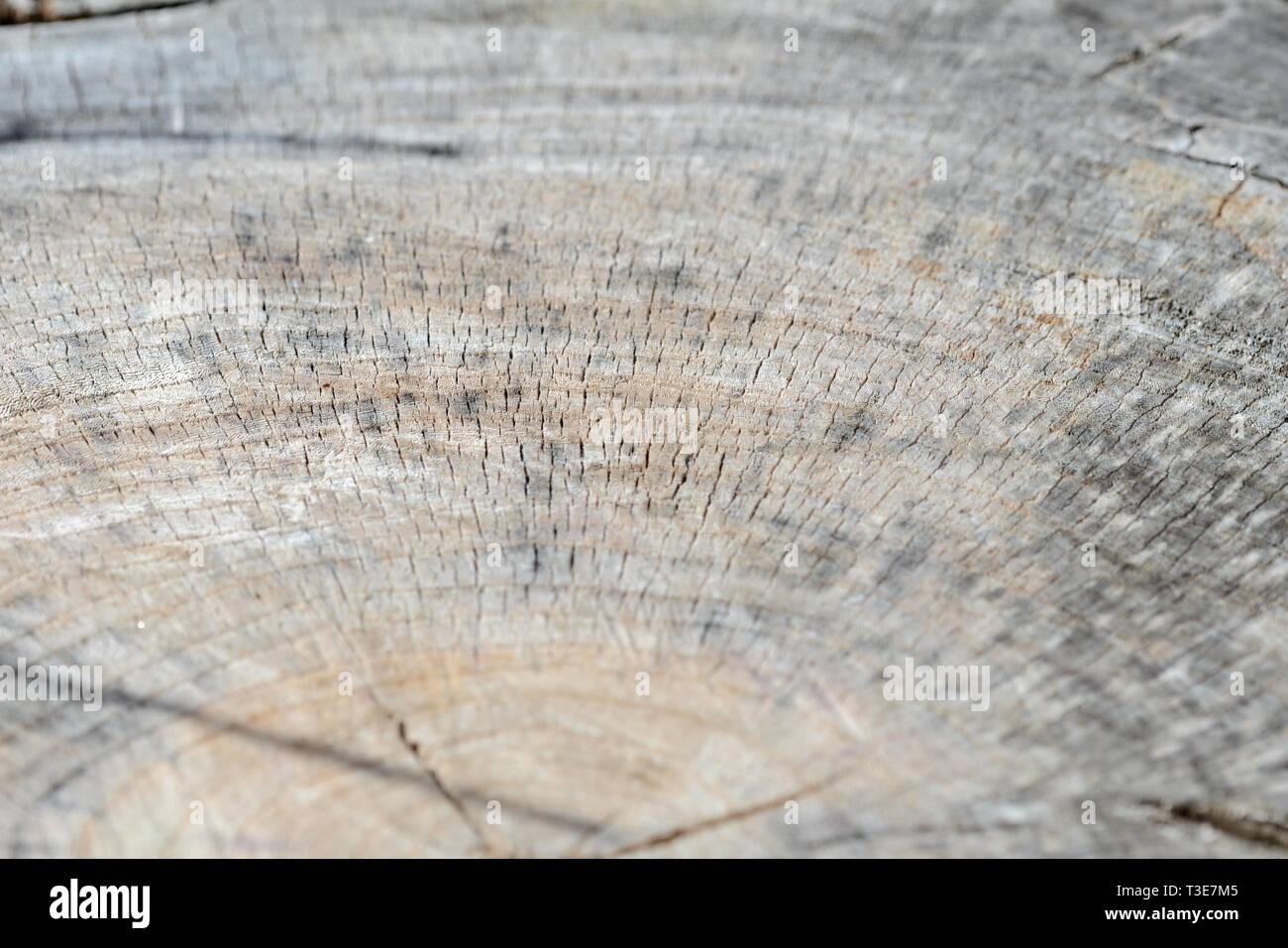 Tree cut trunk texture close up. Wooden background Stock Photo - Alamy