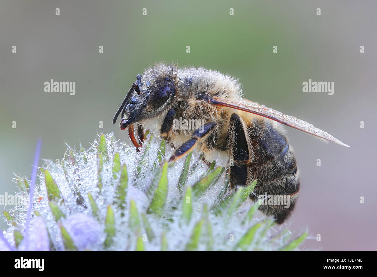 Beneficial insect hi-res stock photography and images - Alamy