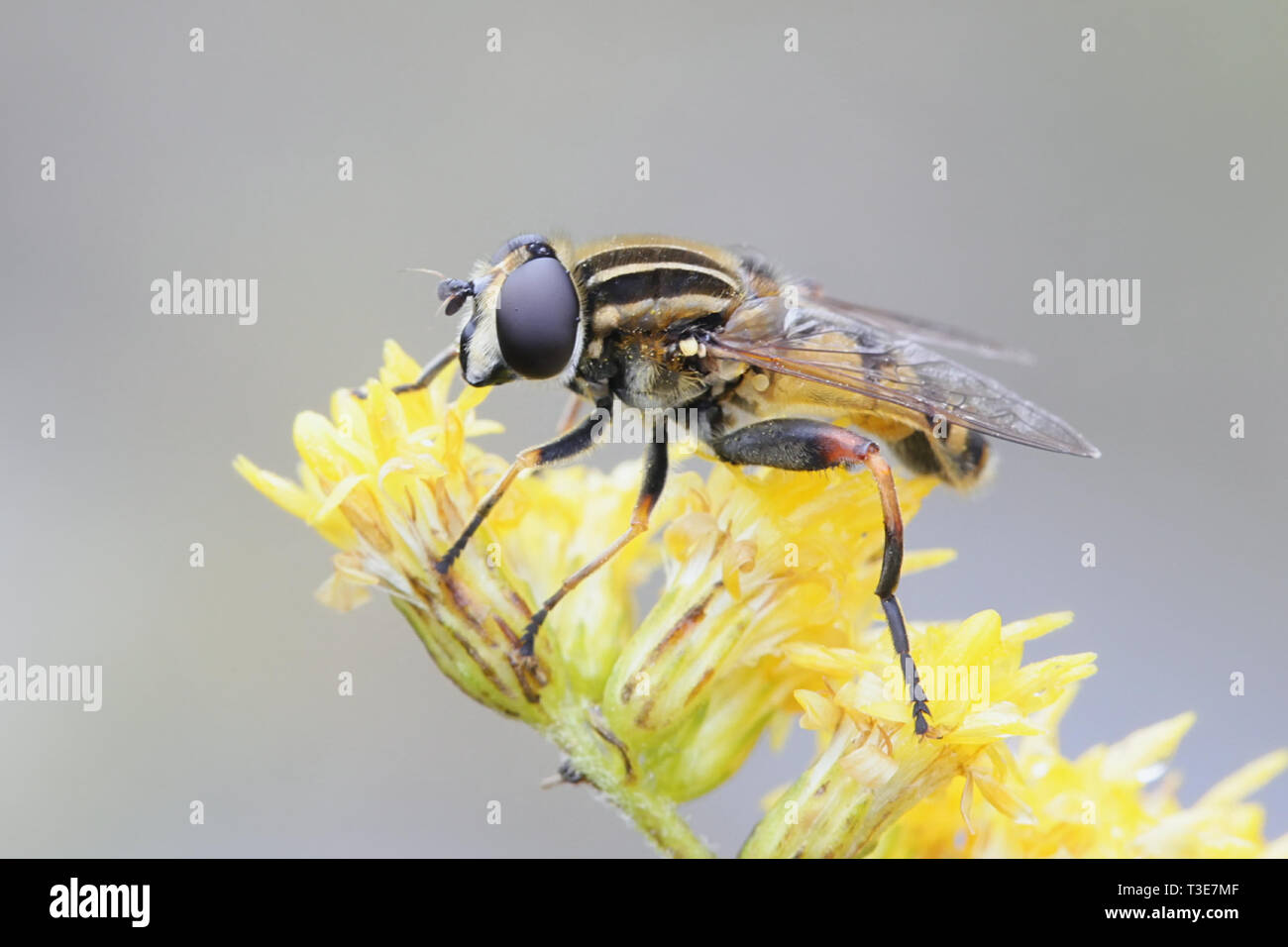 Tiger hoverfly hi-res stock photography and images - Alamy