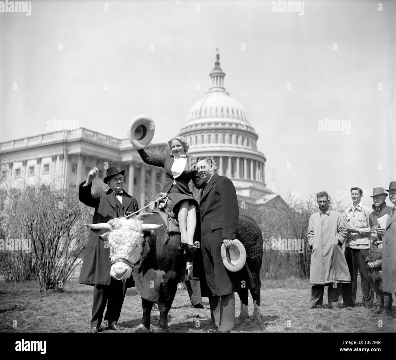 Fair bull Black and White Stock Photos & Images - Alamy