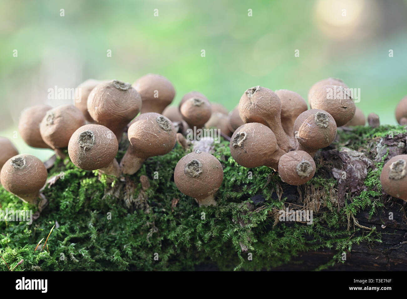Lycoperdon pyriforme, commonly known as the pear-shaped puffball or ...