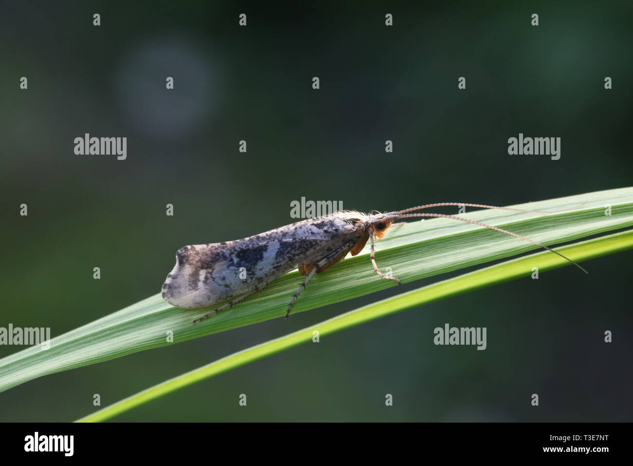 Trichoptera caddisfly hi-res stock photography and images - Alamy