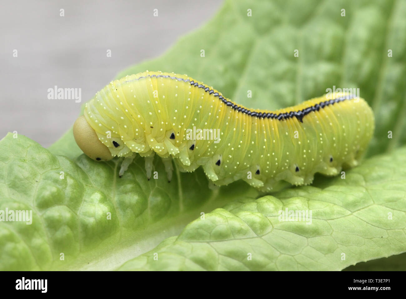 Cimbex femoratus, the birch sawfly caterpillar Stock Photo - Alamy