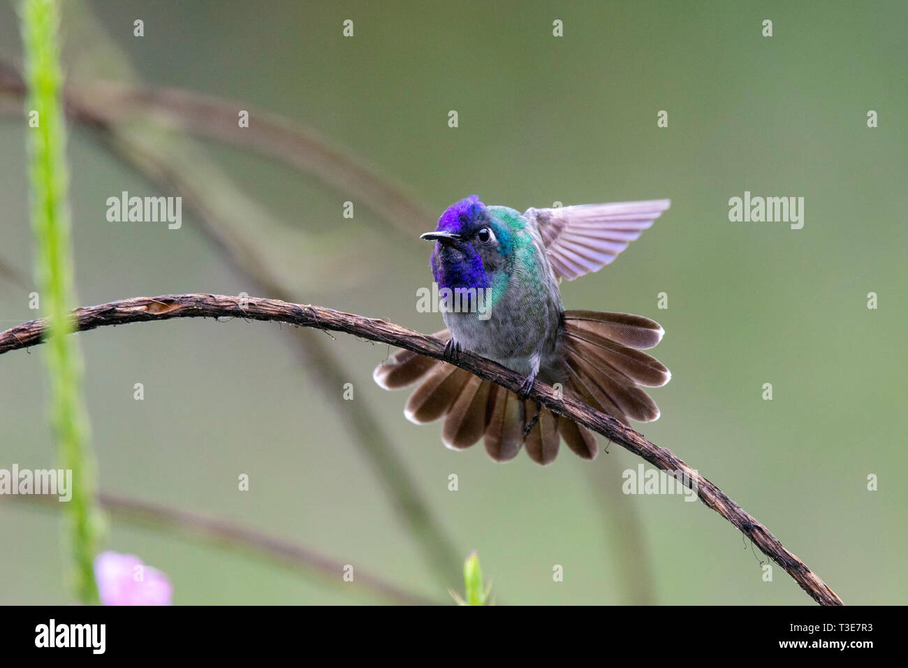 Violet-headed Hummingbird Klais guimeti Reserva El Tapir, San Jose ...