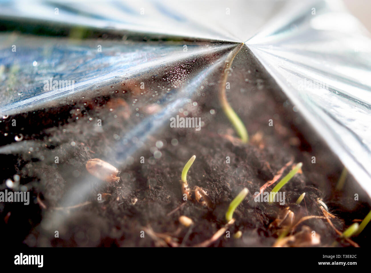 Growing plant sequence hi-res stock photography and images - Alamy
