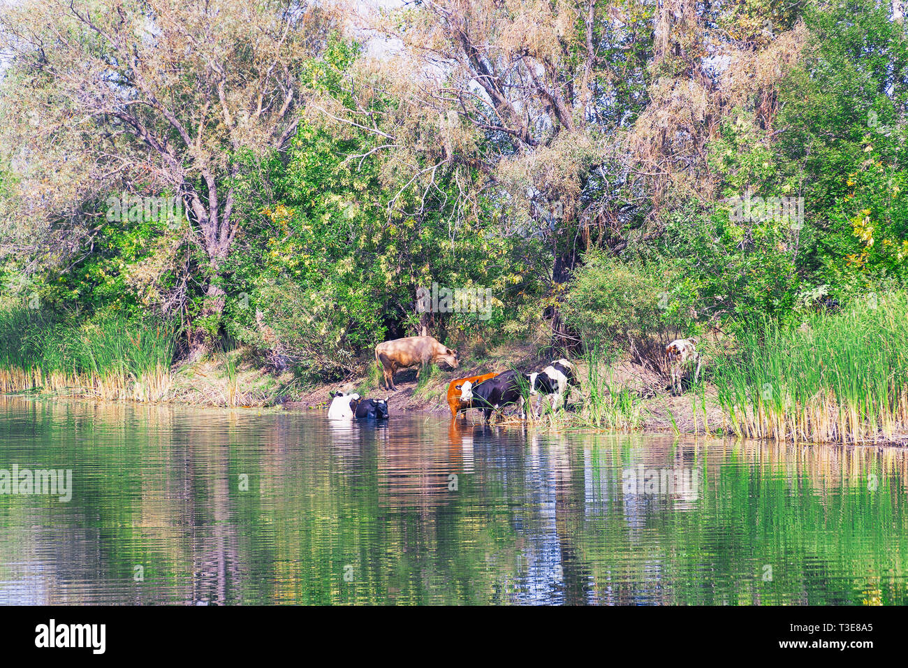 Cows stand in the water on a hot day escaping from the heat Stock Photo ...