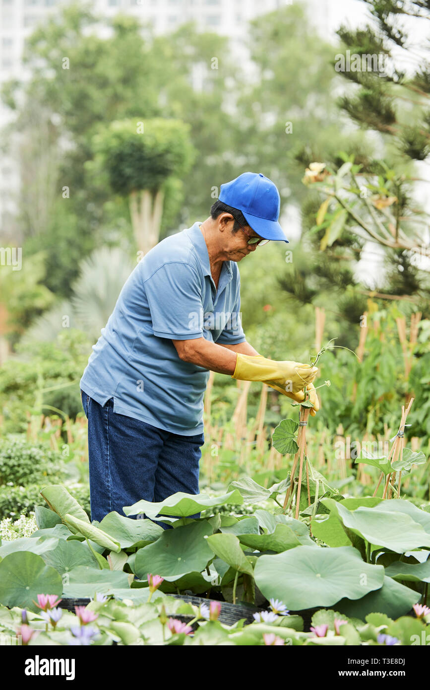 Planting sticks hi-res stock photography and images - Alamy