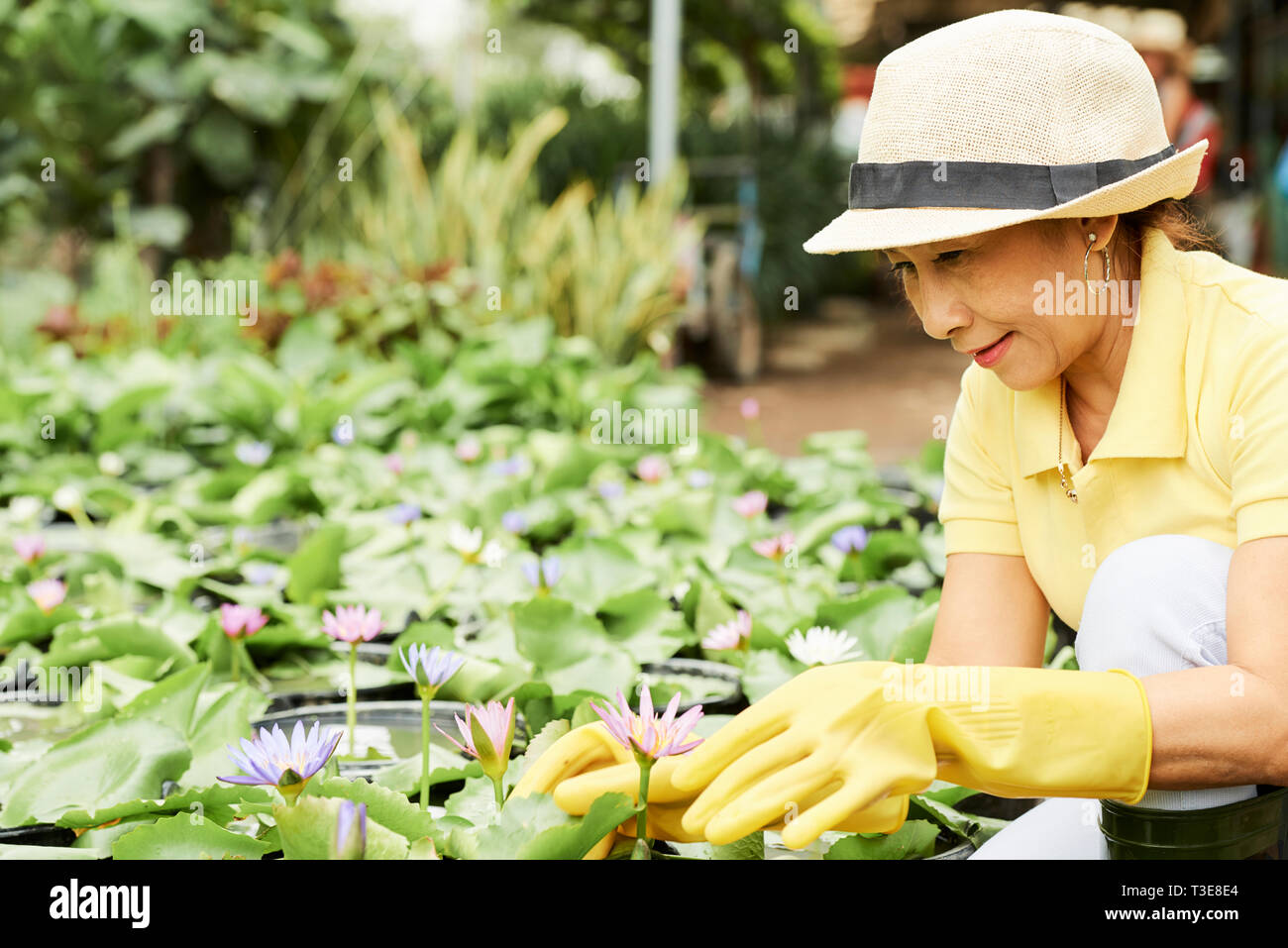 Aged botanical hi-res stock photography and images - Alamy