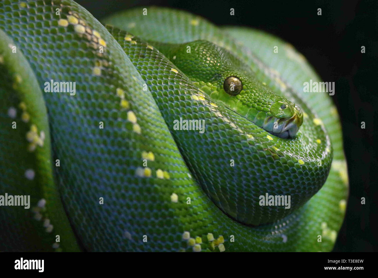 Grüner Baumpython / Green Tree Python / Morelia viridis Stock Photo - Alamy