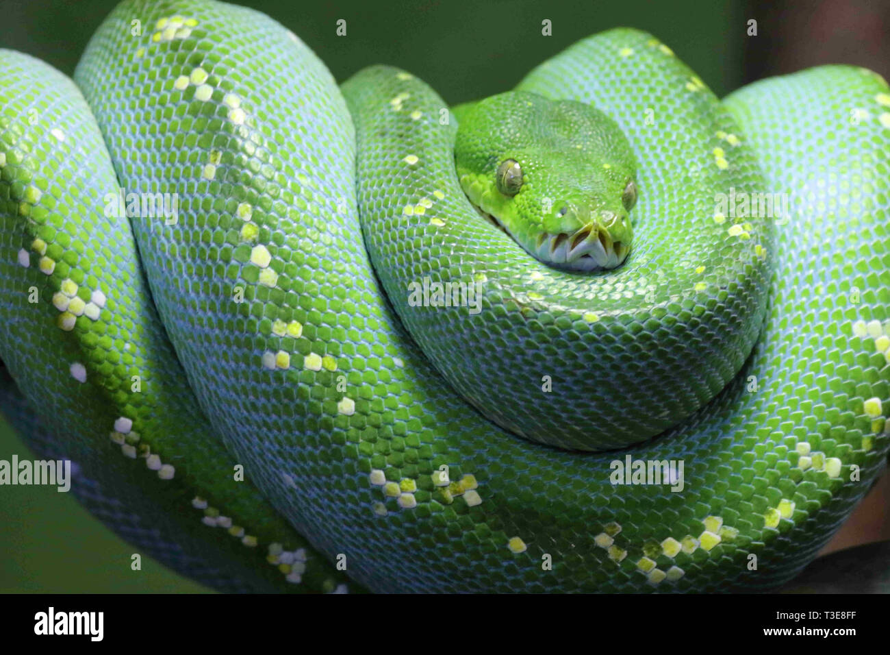 Grüner Baumpython / Green Tree Python / Morelia viridis Stock Photo - Alamy