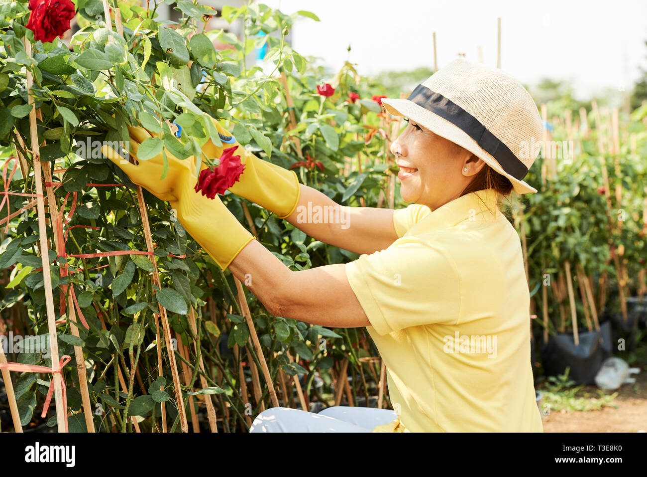 Woman tying up roses Stock Photo - Alamy
