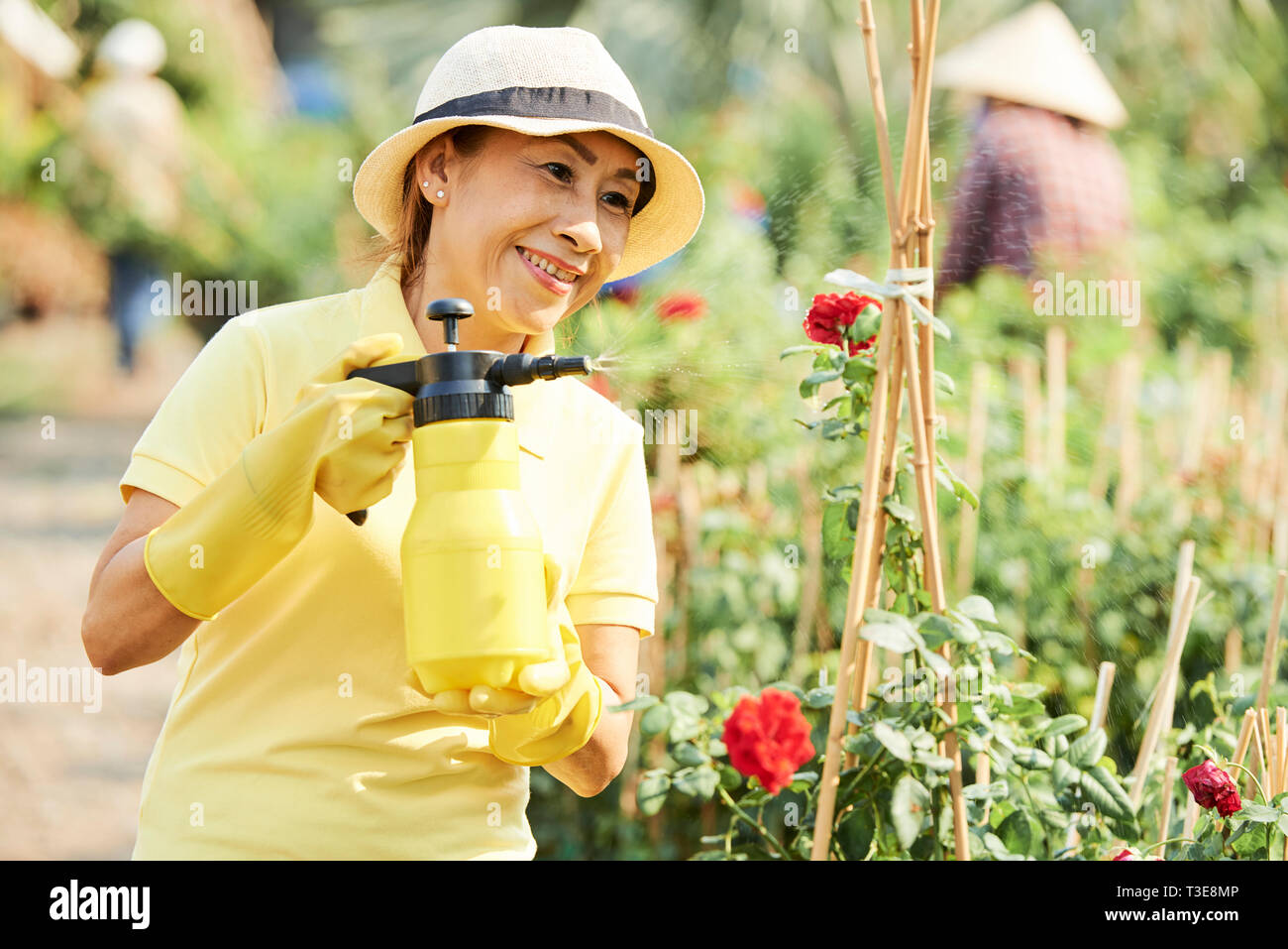 Spraying flowers hi-res stock photography and images - Alamy