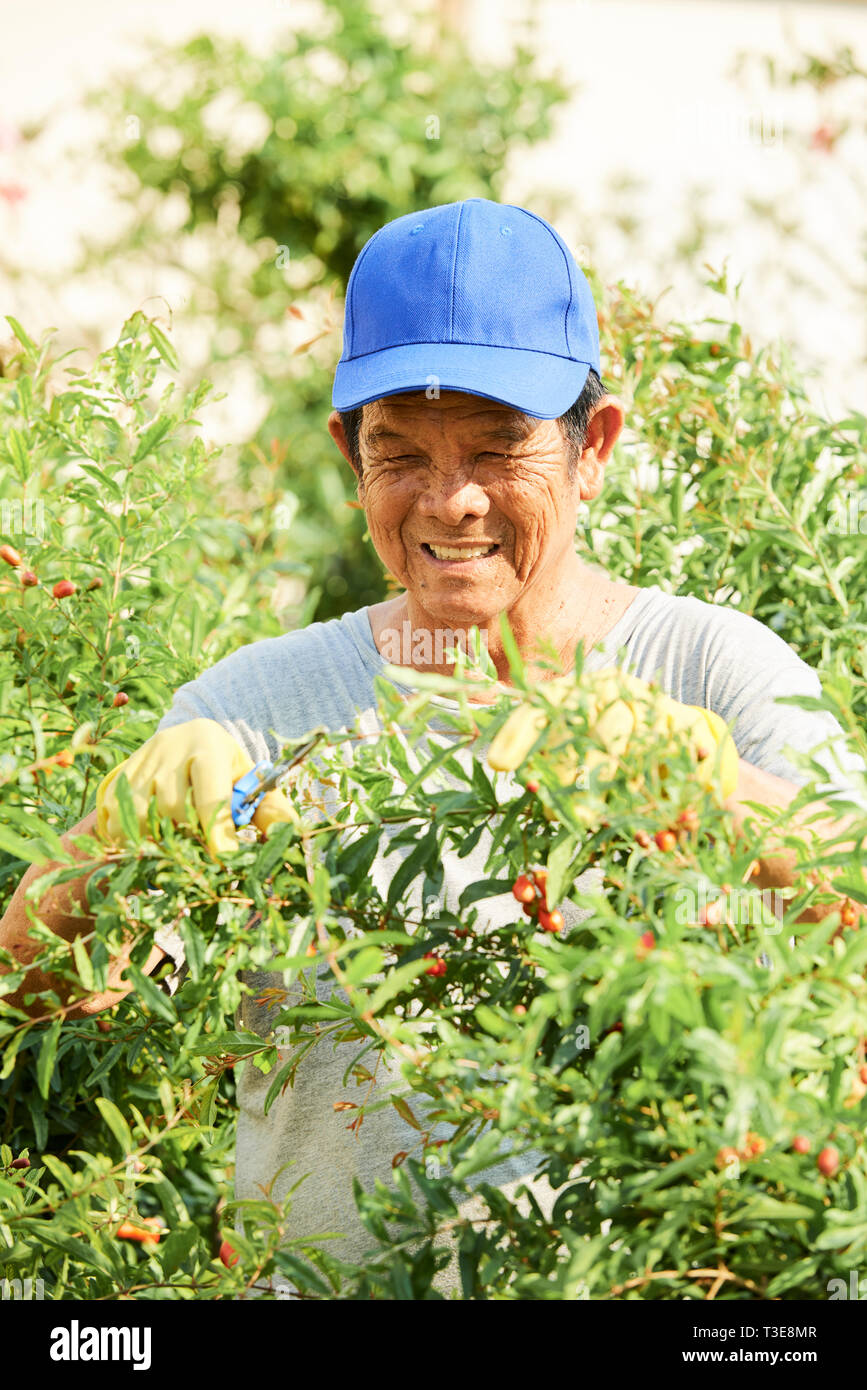 Man trimming barberry tree Stock Photo - Alamy