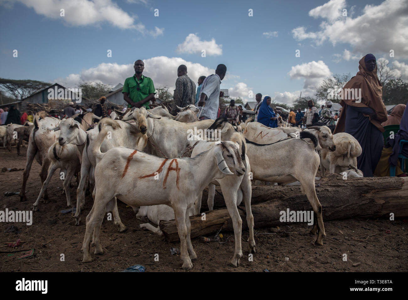 Goats seen at a market in the refugee camp. Dadaab is one of the ...