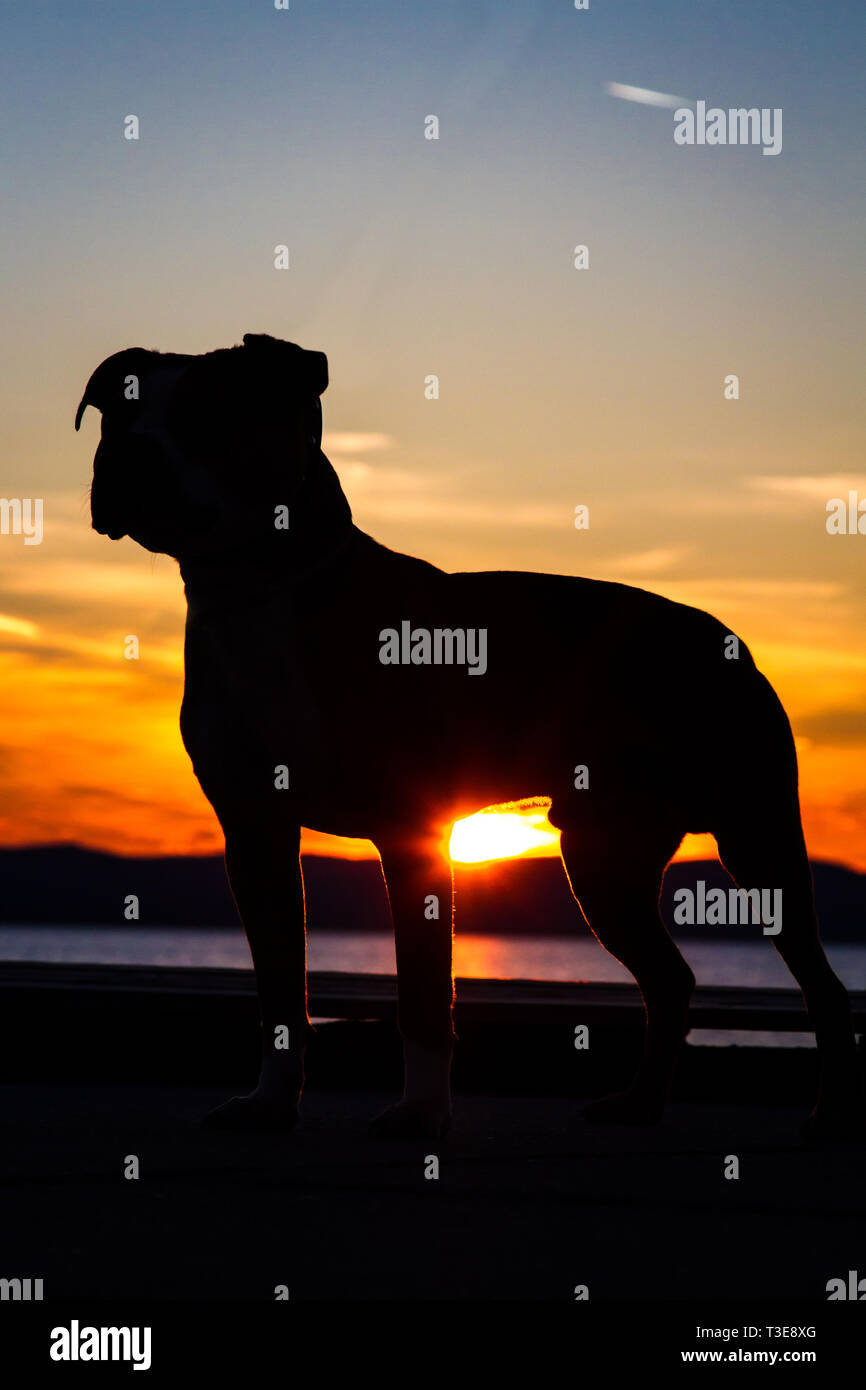 Happy dog silhouette hi-res stock photography and images - Alamy