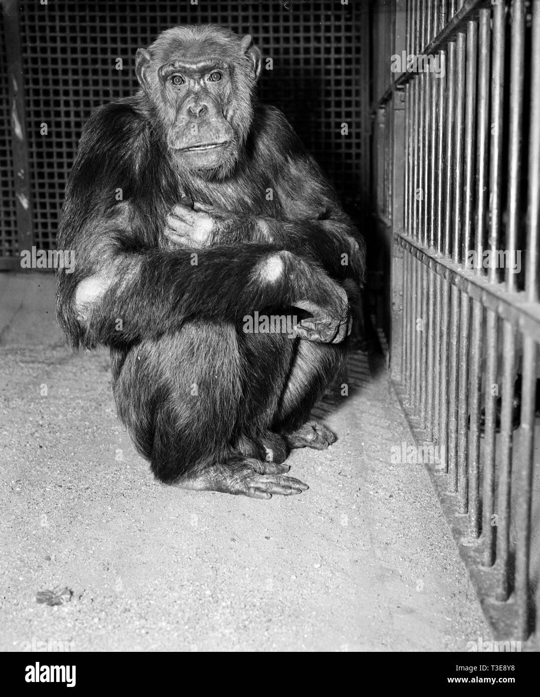 1936 ape in zoo hi-res stock photography and images - Alamy