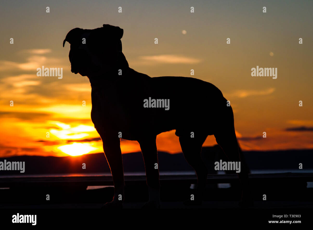 Happy dog silhouette hi-res stock photography and images - Alamy