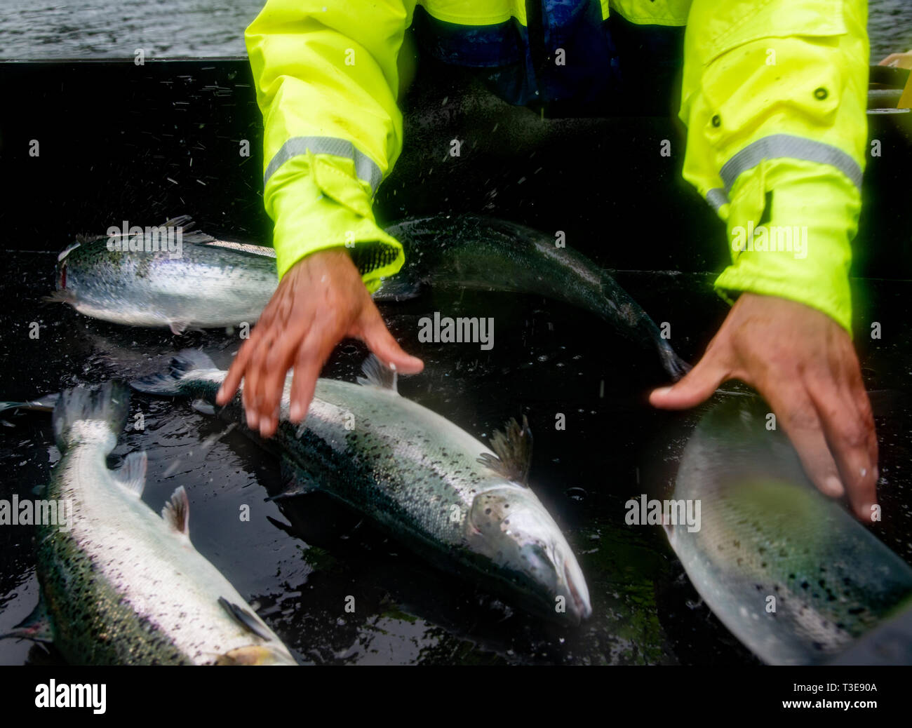 Sorting out hi-res stock photography and images - Alamy