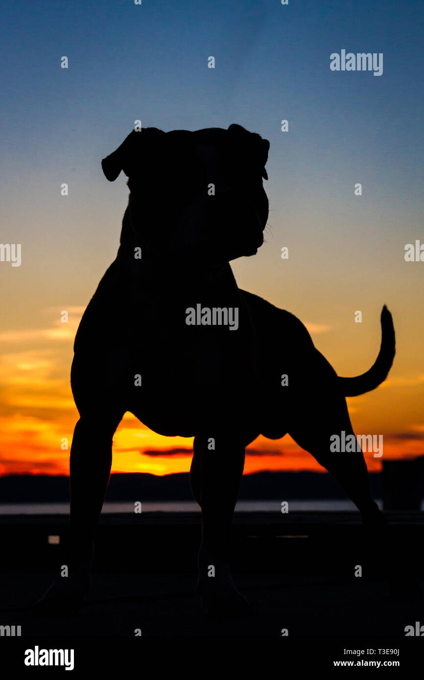 Happy dog silhouette hi-res stock photography and images - Alamy