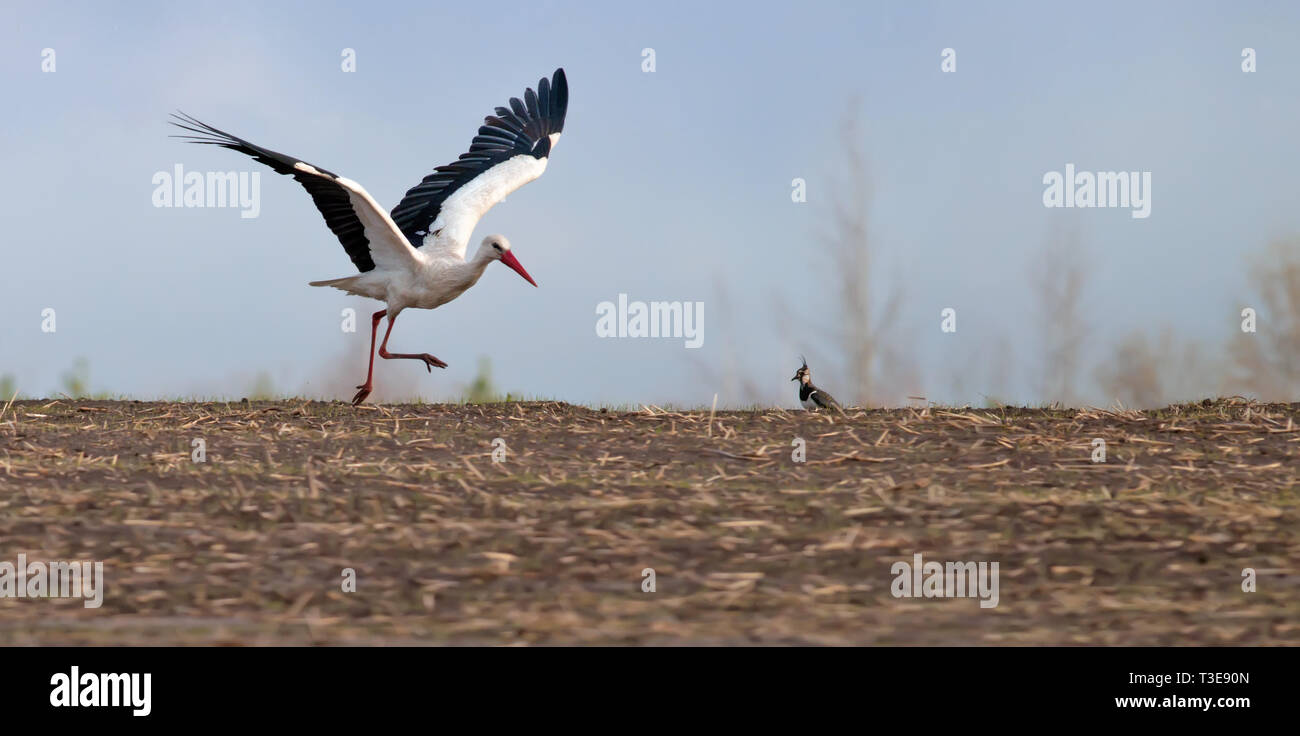 White Stork running on the field and taking off Stock Photo - Alamy