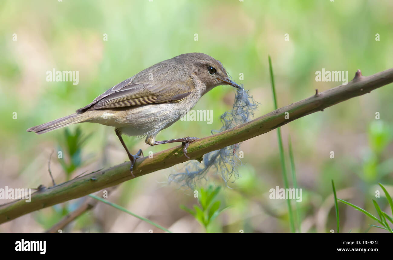 Phylloscopus collybita nest material hi-res stock photography and ...