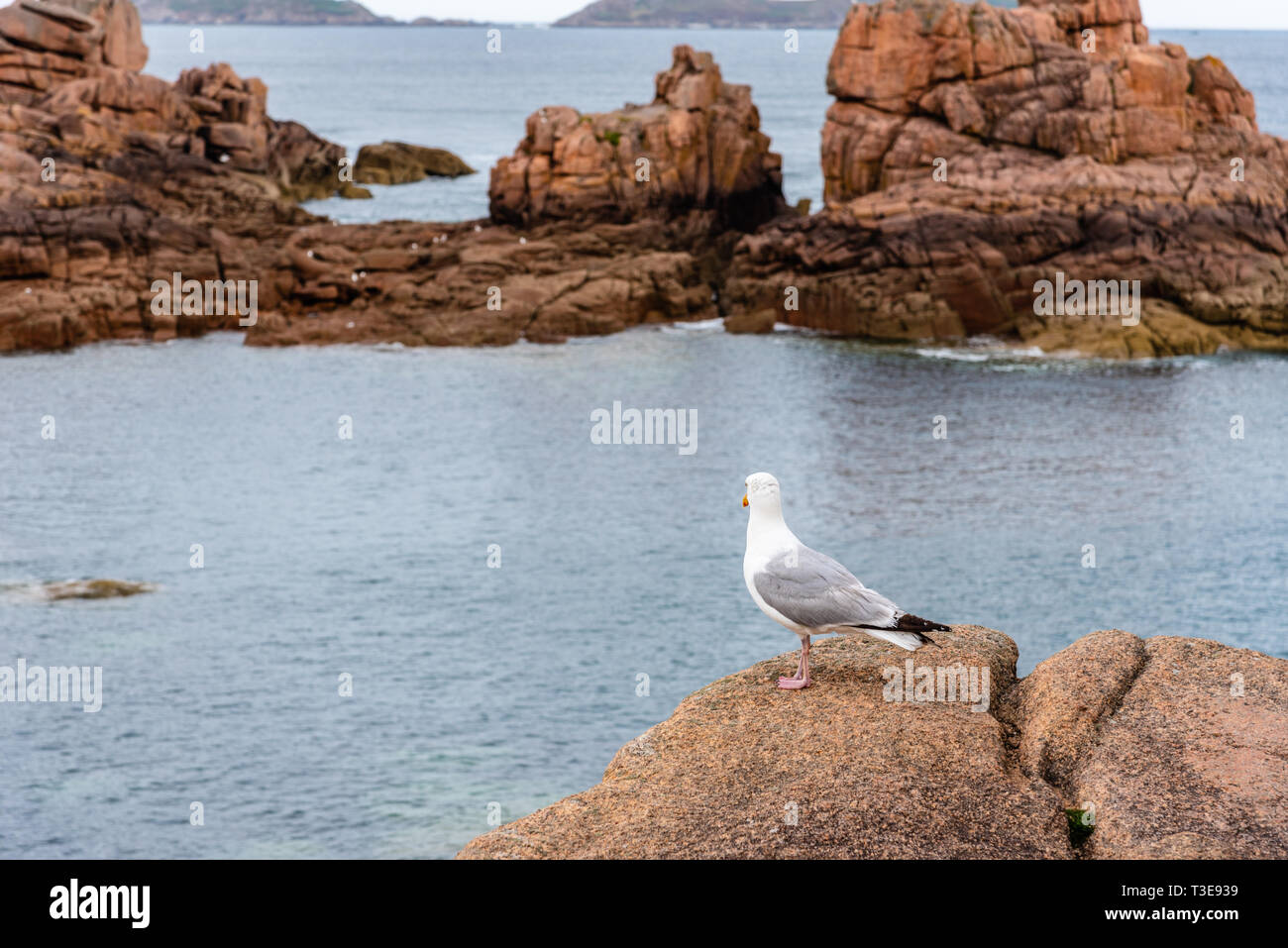 Seagull on rocks in Pink Granit Coast in Brittany, France Stock Photo ...