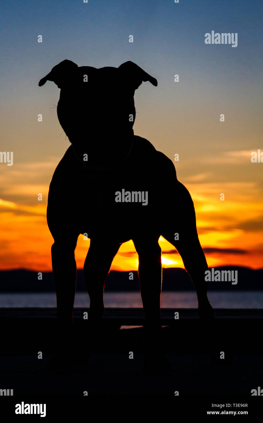 Dog silhouette hi-res stock photography and images - Alamy