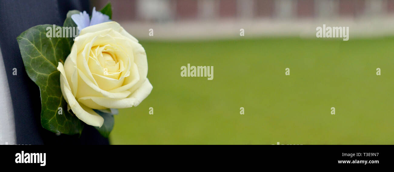 Wedding buttonhole with a yellow rose on man suit Stock Photo - Alamy