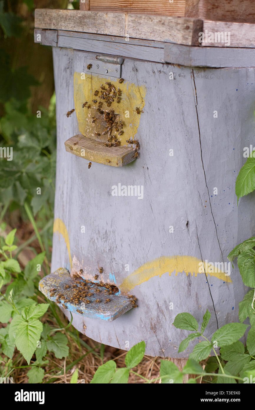 Bee apiary - gray beehive made of a tree wood deck Stock Photo - Alamy
