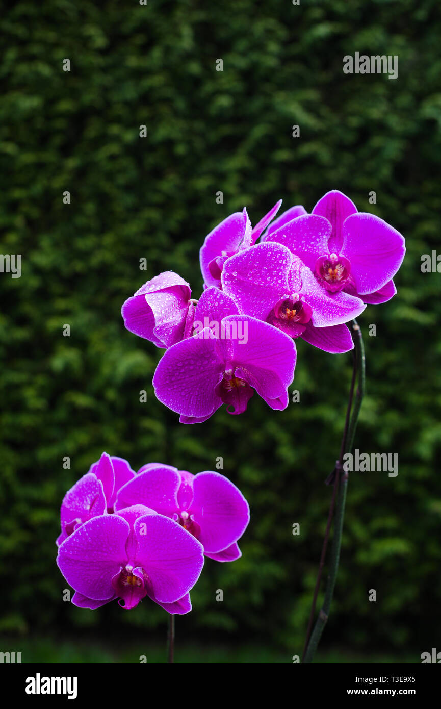 Purple orchid in full bloom in Surrey, British Columbia, Canada Stock ...