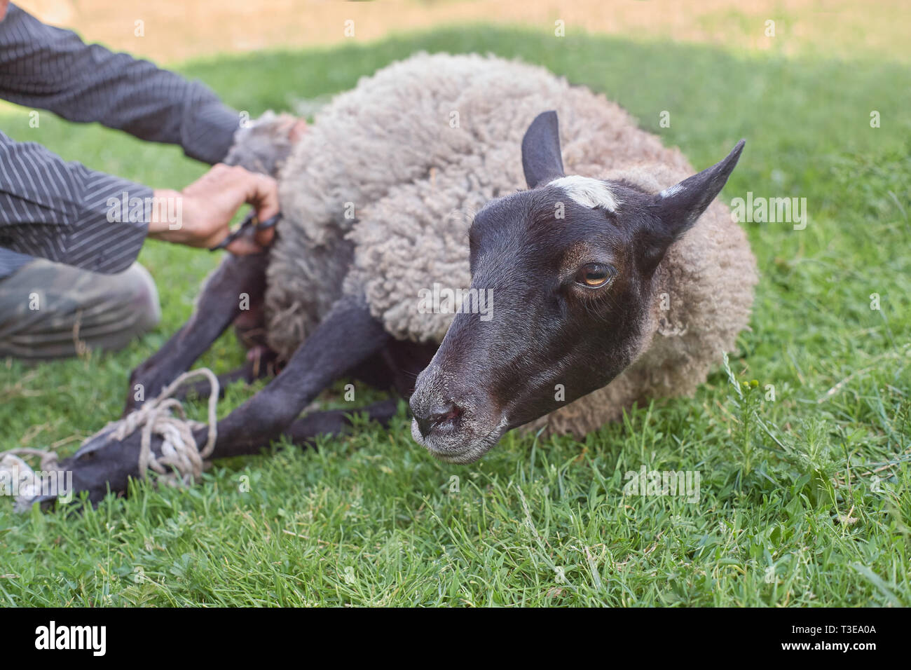 Black fur trim coat hi-res stock photography and images - Alamy