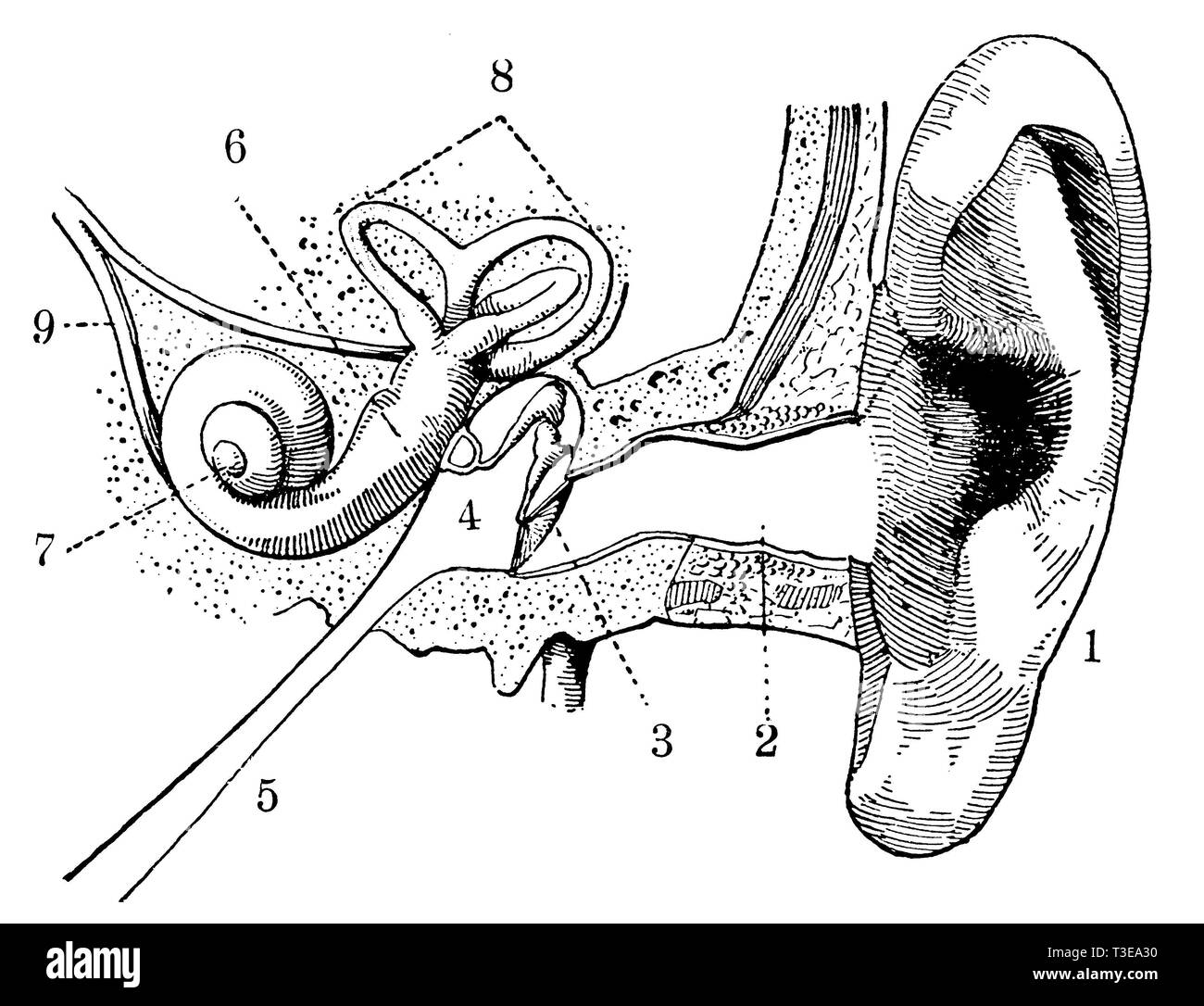 Construction of the human ear, anonym 1928 Stock Photo - Alamy