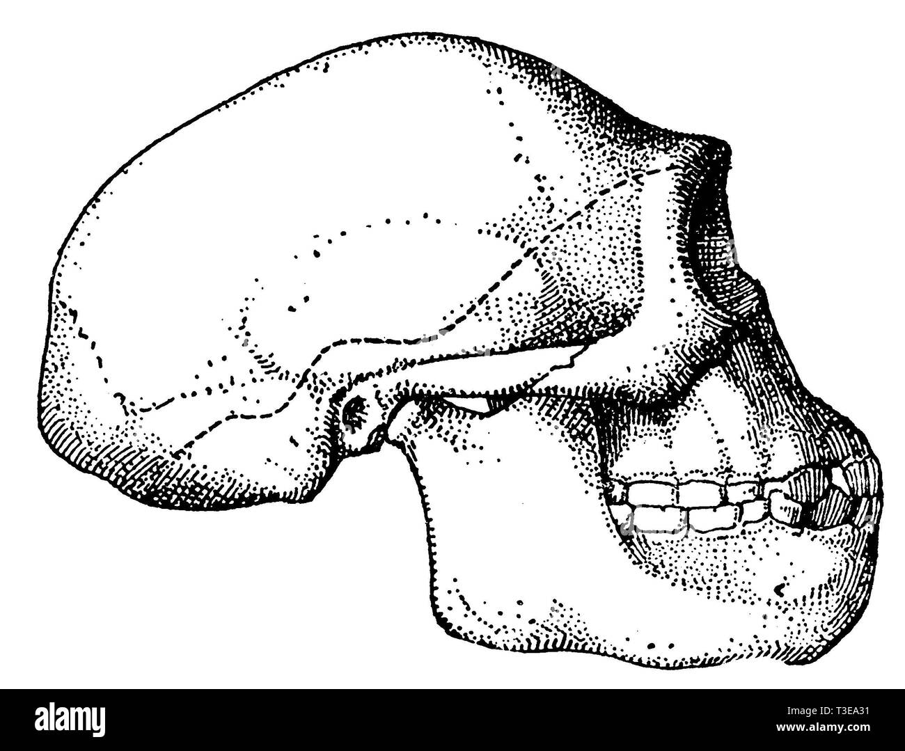 Upright monkey man, skull, reconstructed, anonym 1928 Stock Photo - Alamy