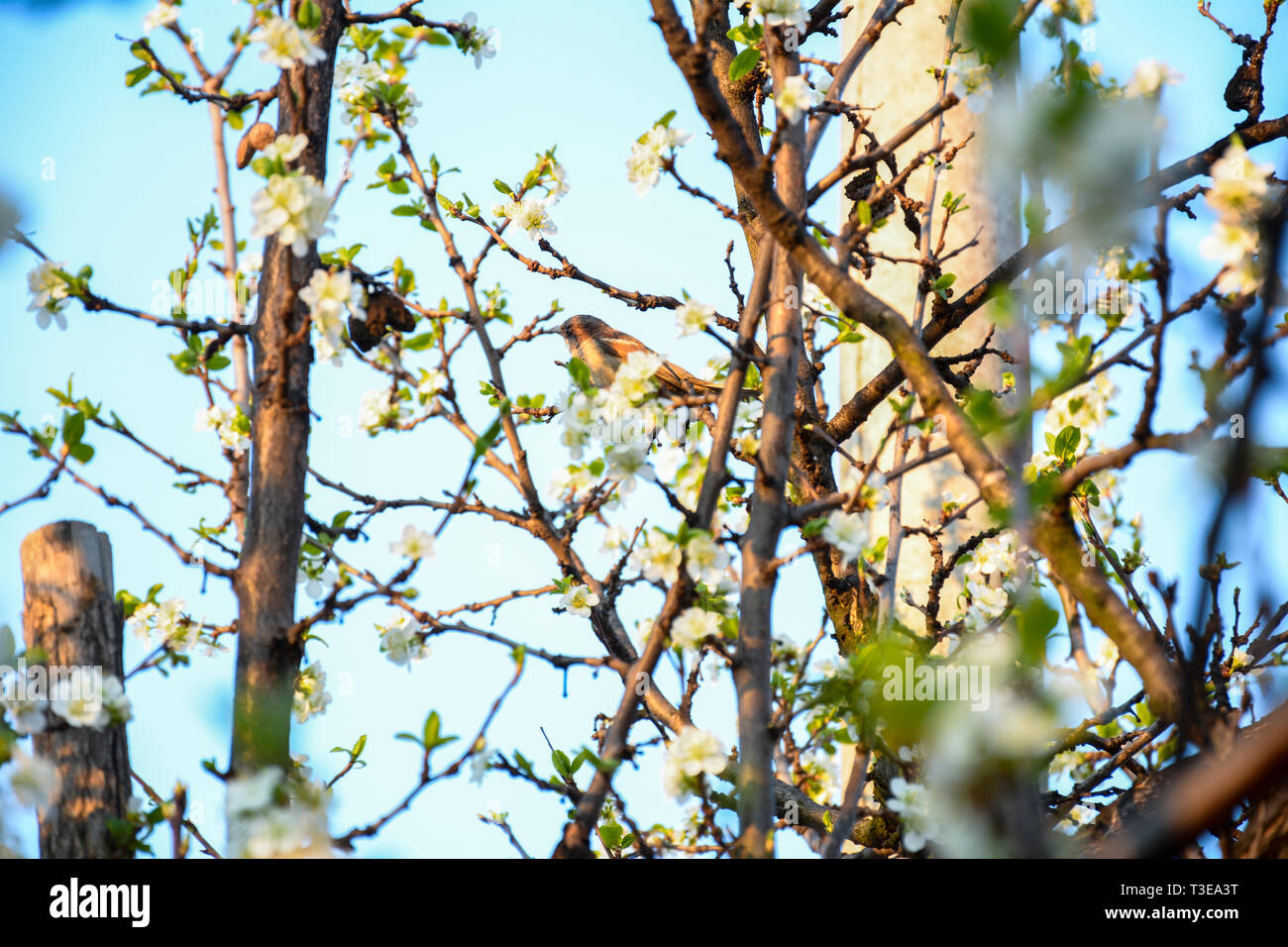 Two tree sparrow birds hi-res stock photography and images - Alamy