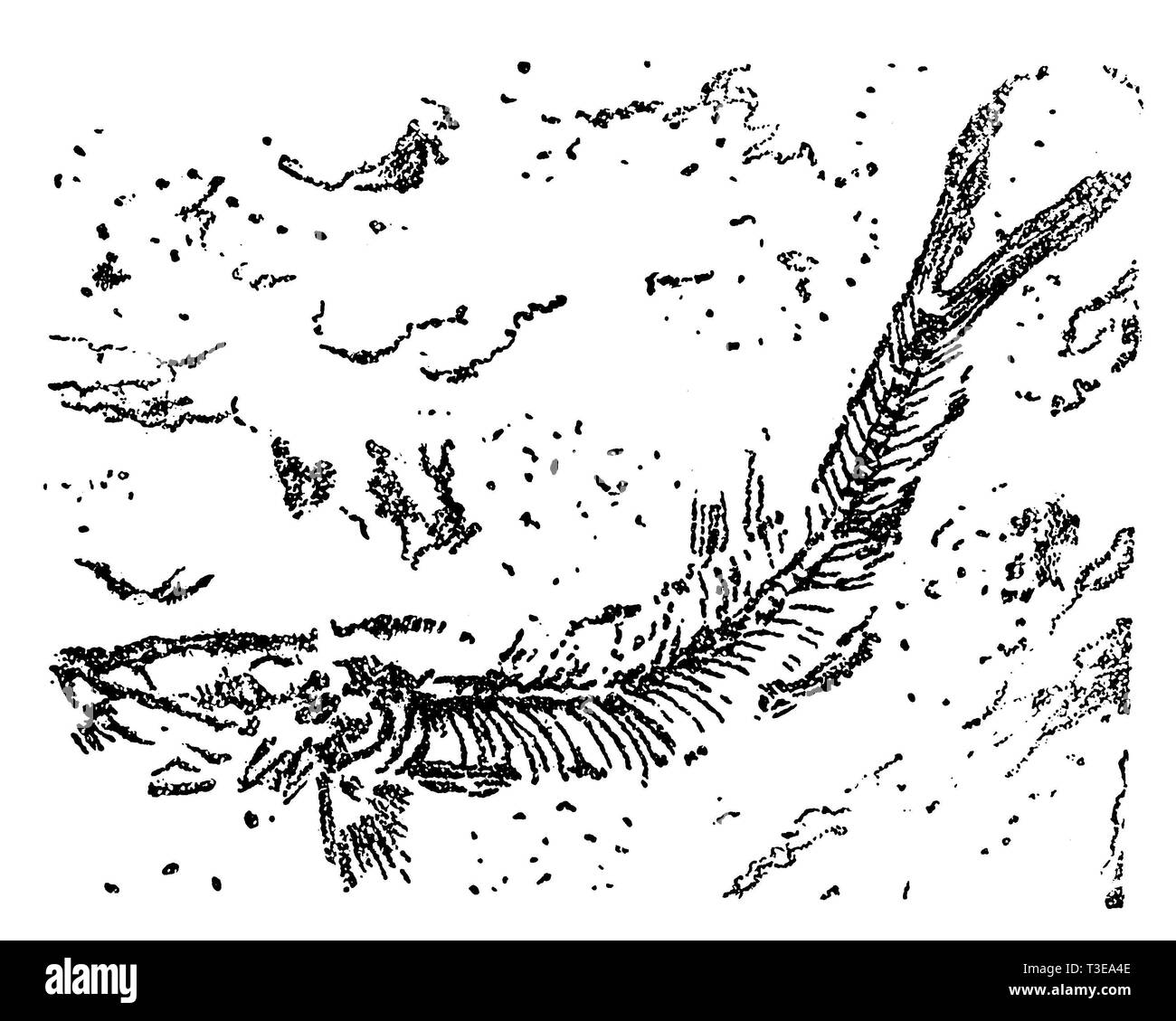 Petrified fish hi-res stock photography and images - Alamy