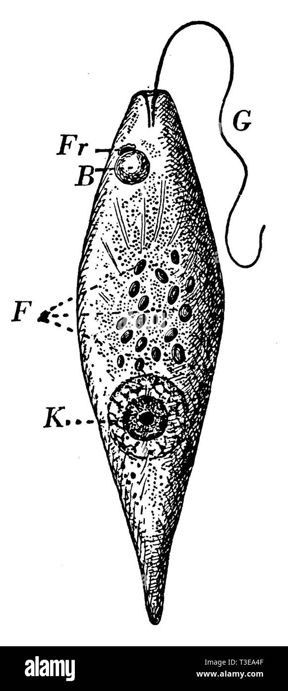 Eyelets Black and White Stock Photos & Images - Alamy