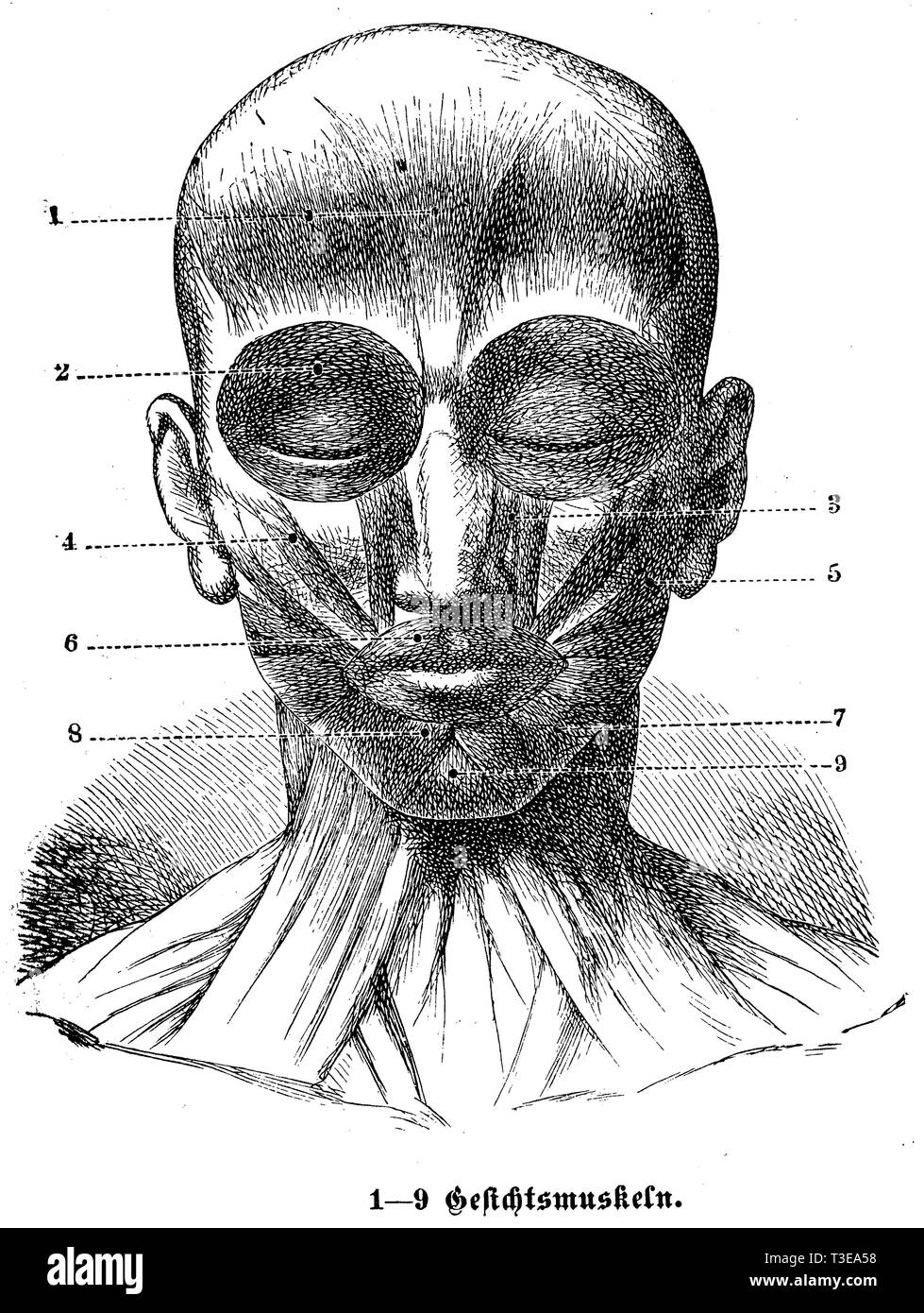 Facial muscles engraving hi-res stock photography and images - Alamy