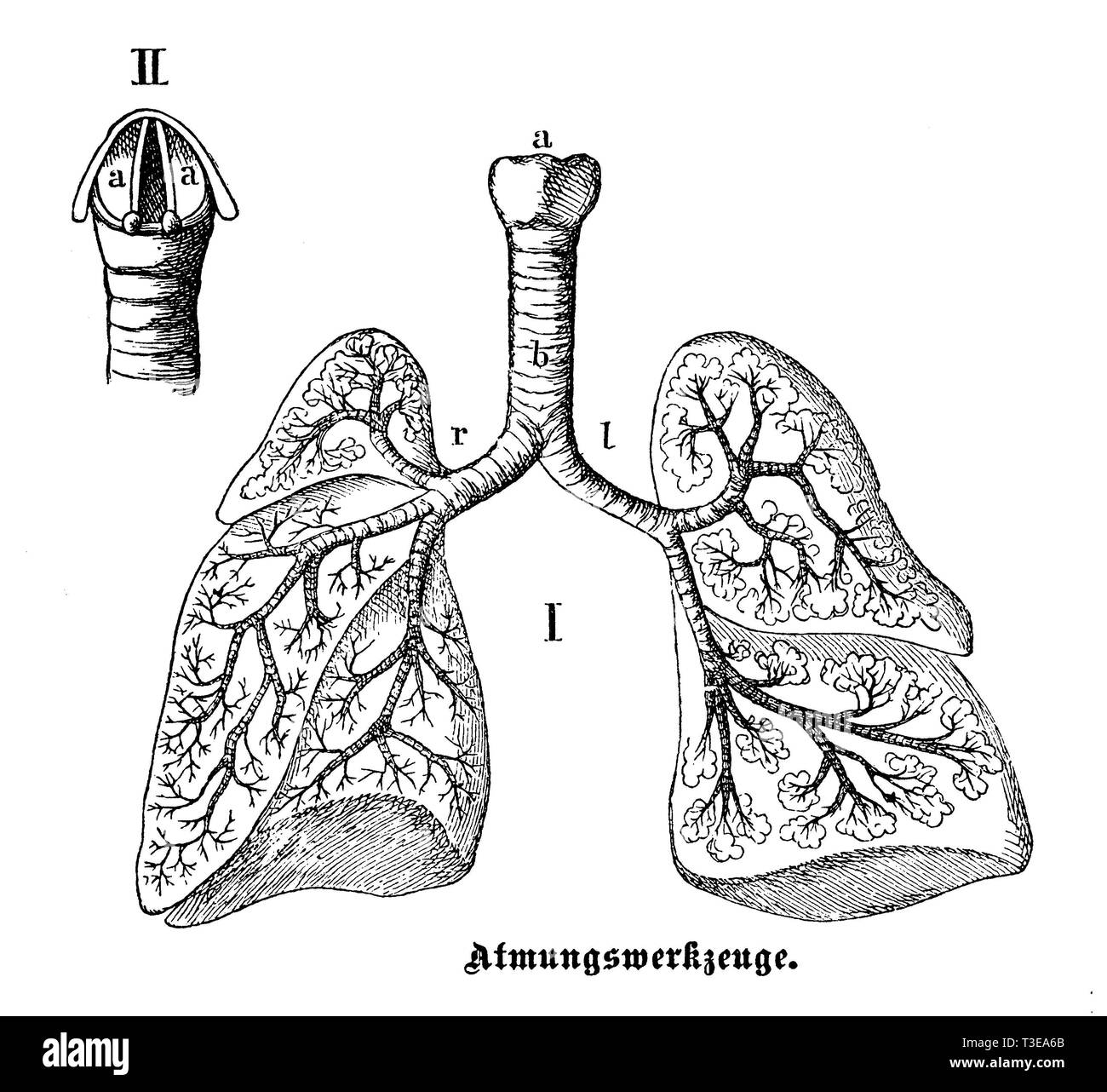Respiratory System Drawing Cut Out Stock Images & Pictures - Alamy