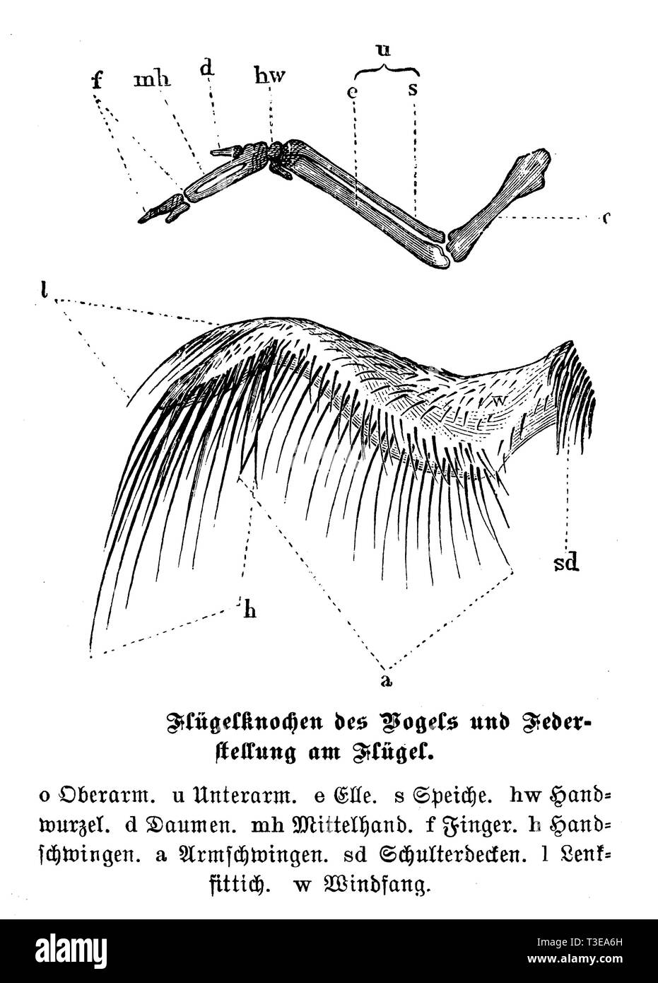 Kanarienvogel Black and White Stock Photos & Images - Alamy