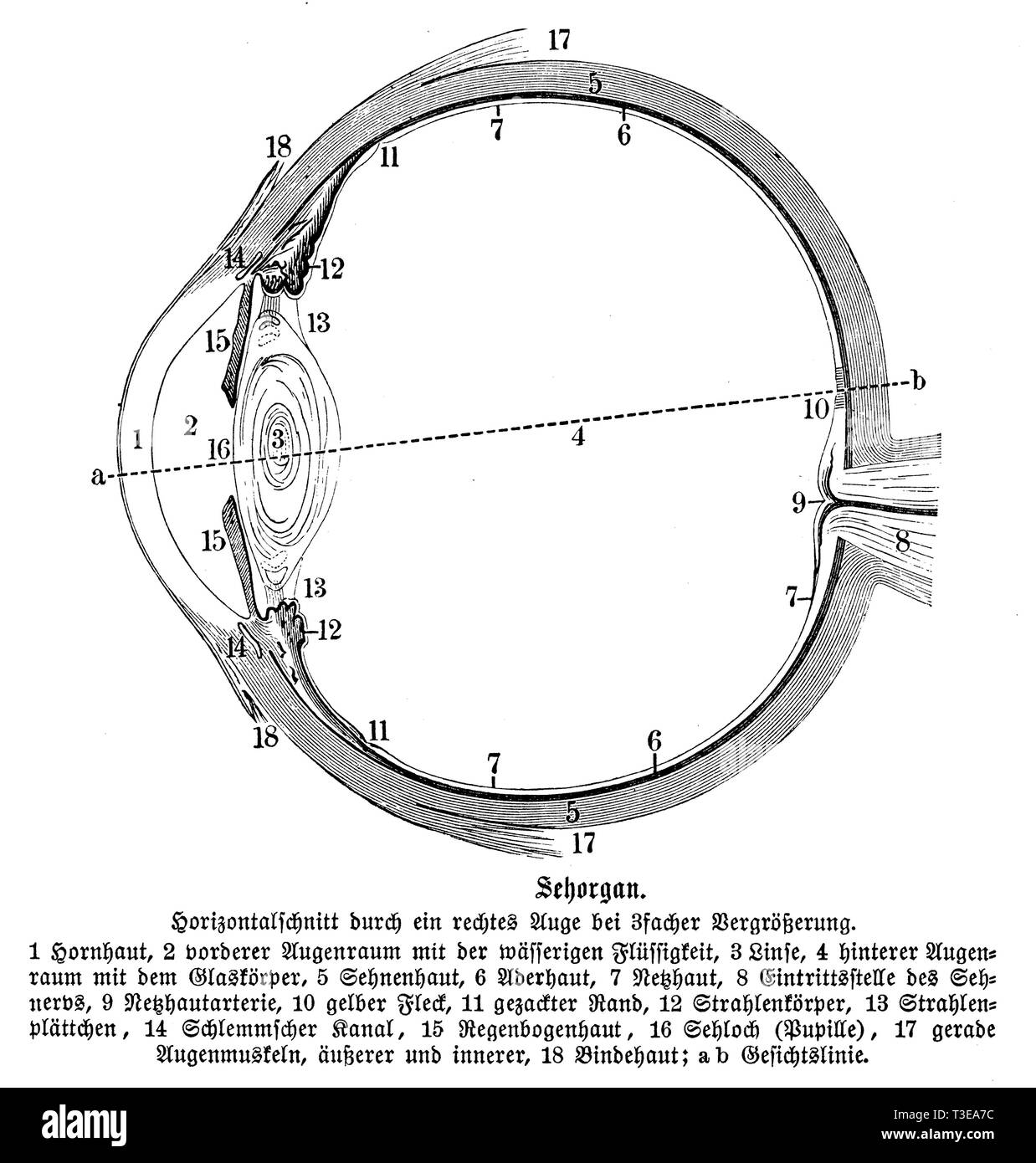 Human eye anatomy vintage hi-res stock photography and images - Alamy