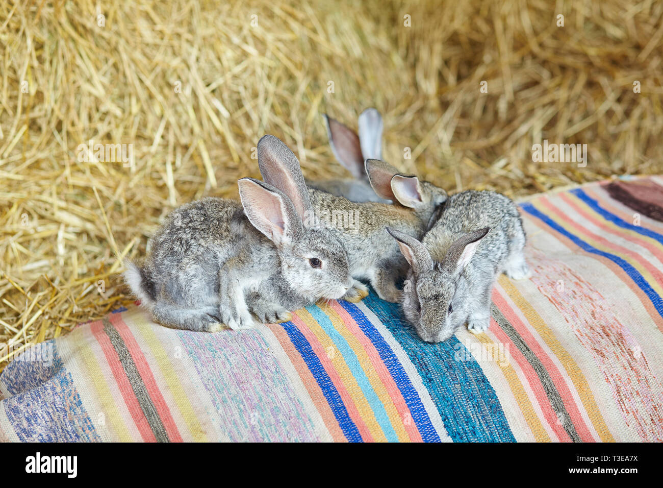 Gray rabbits on the hay background. Domestic habitat. European rabbit ...
