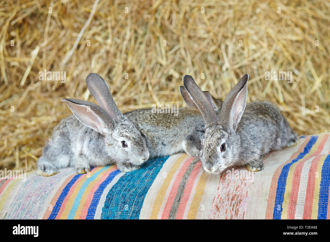Baby common rabbit hi-res stock photography and images - Alamy