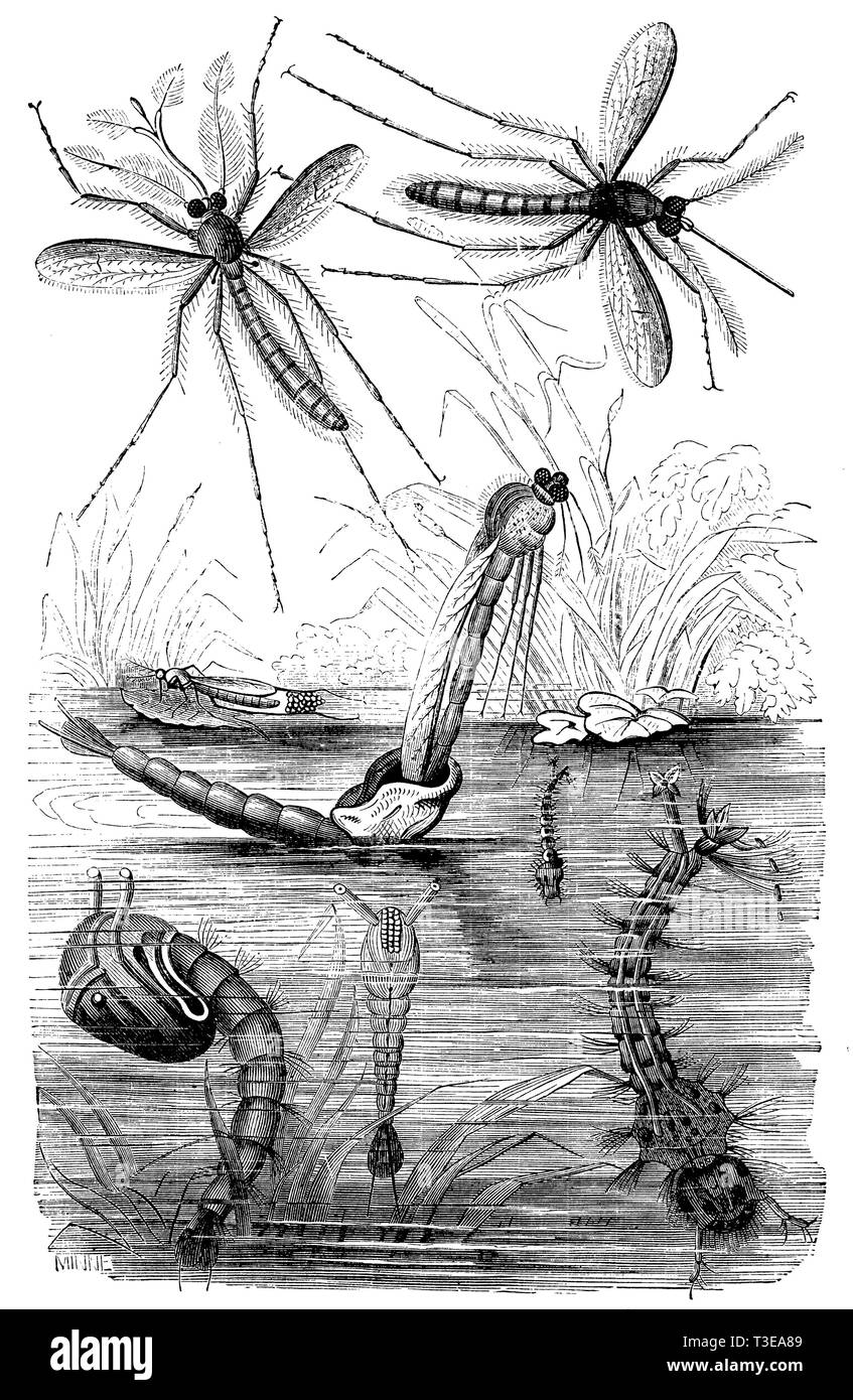 Draw water from Black and White Stock Photos & Images - Alamy