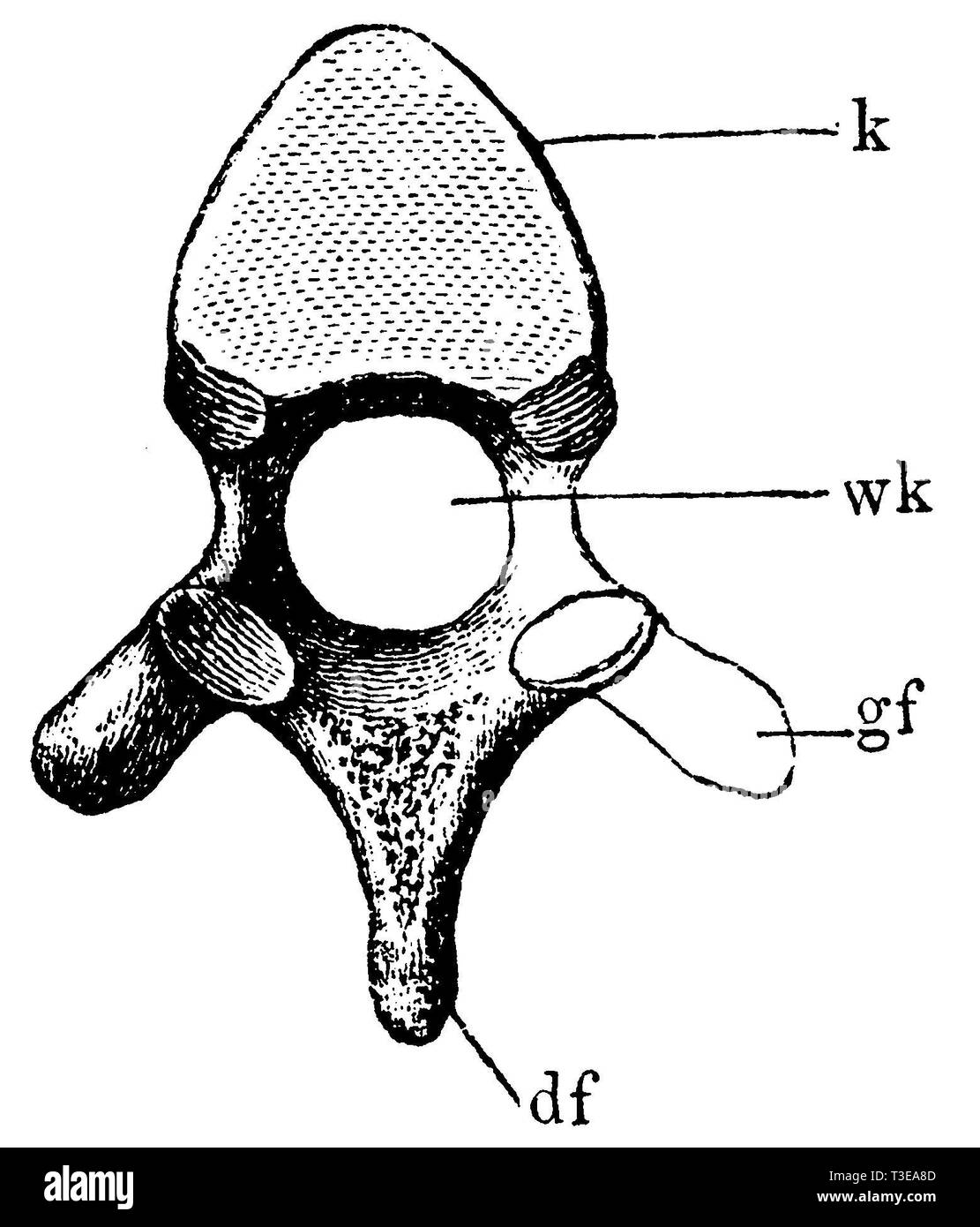 Vertebral processes hi-res stock photography and images - Alamy