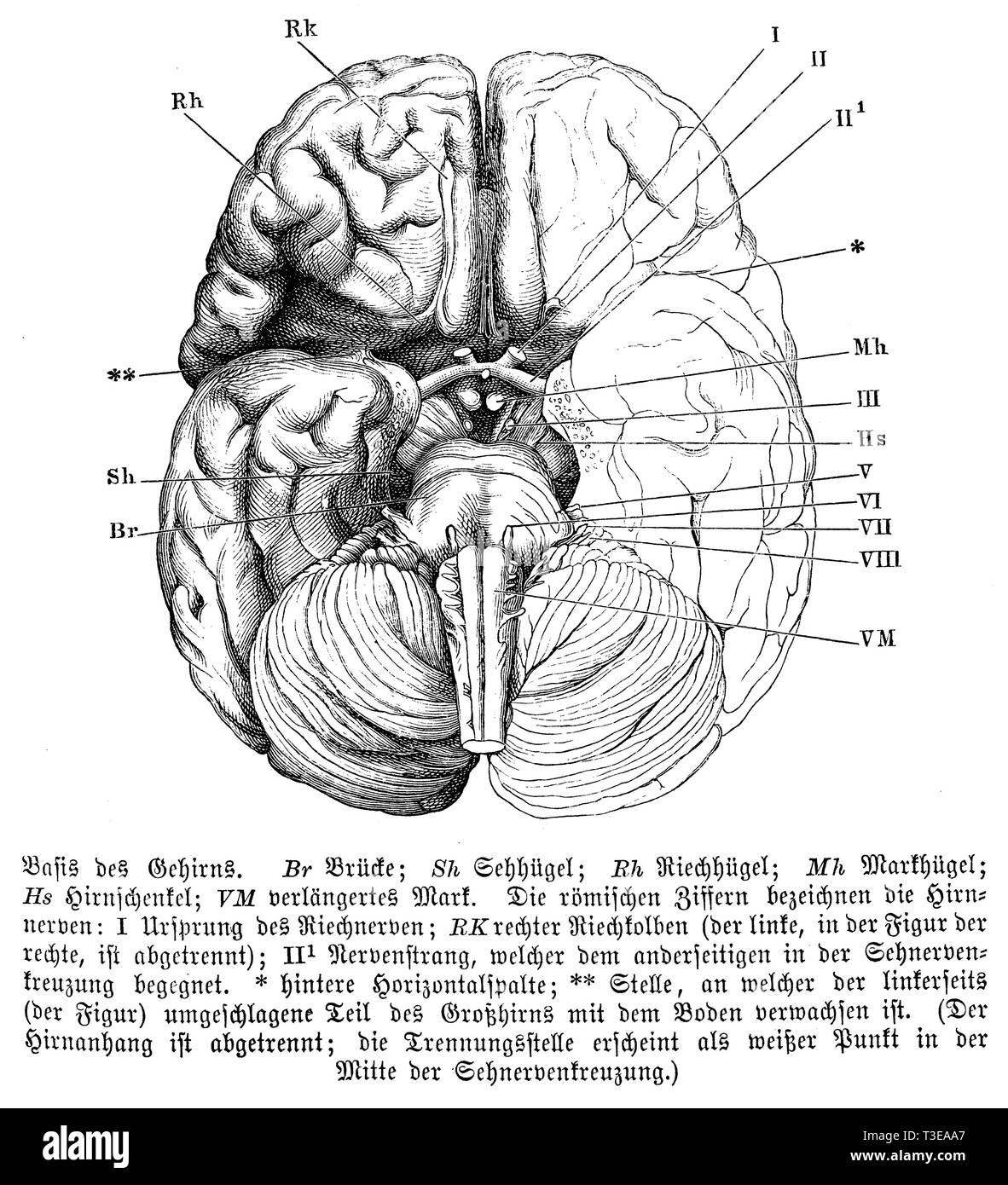 Art black monochrome brain Black and White Stock Photos & Images - Alamy