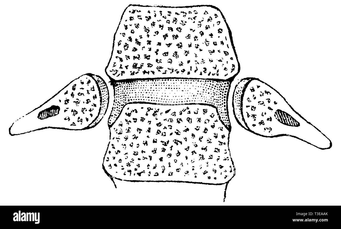 Symphysis hi-res stock photography and images - Alamy