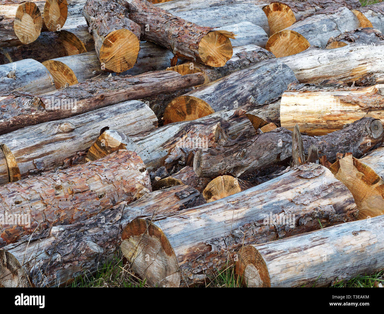 Log piling hi-res stock photography and images - Alamy